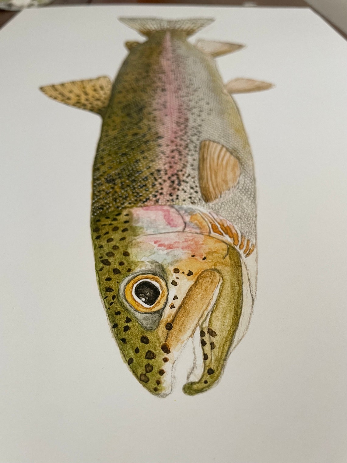 Rainbow Trout Watercolor Illustration Print - Etsy