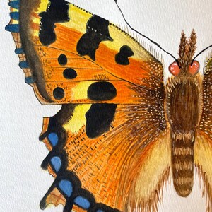 Large Tortoiseshell Watercolor Illustration - Original Painting - Etsy