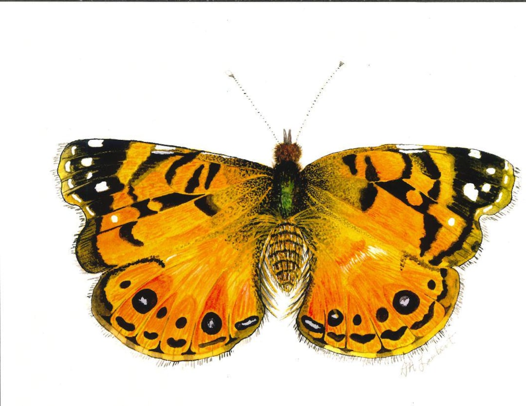Painted Lady Butterfly Illustration Print - Etsy