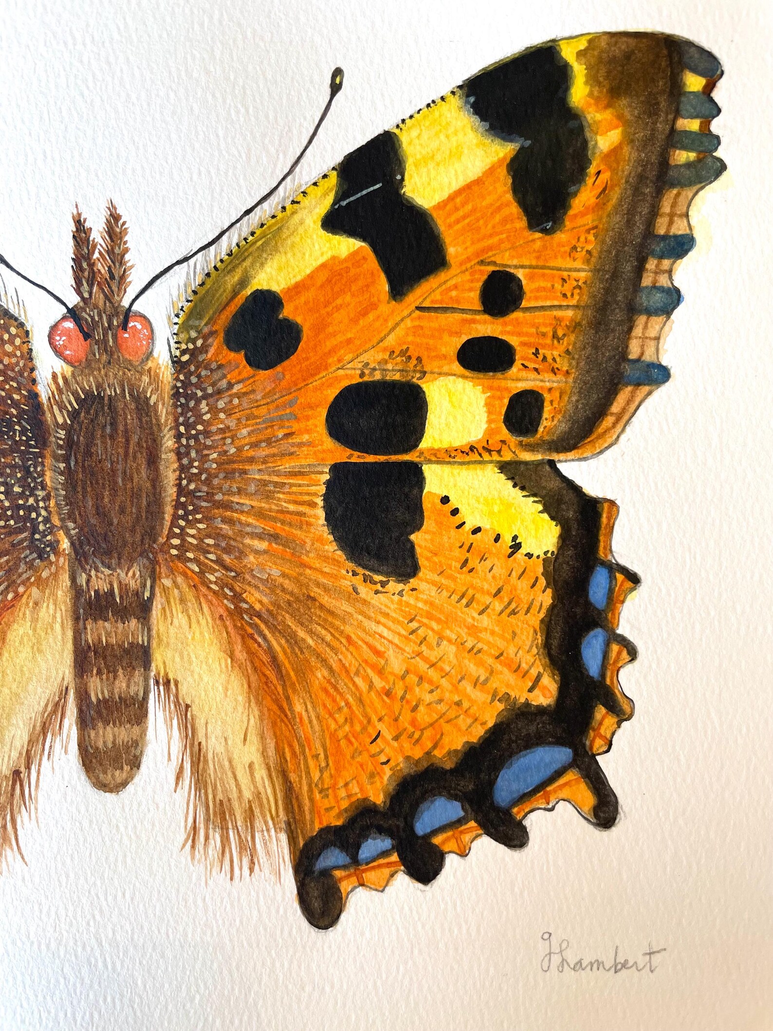 Large Tortoiseshell Watercolor Illustration - Original Painting - Etsy