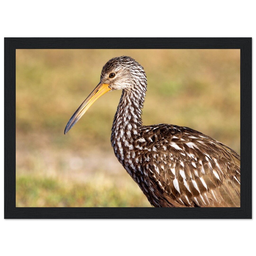 Limpkin Park - Etsy