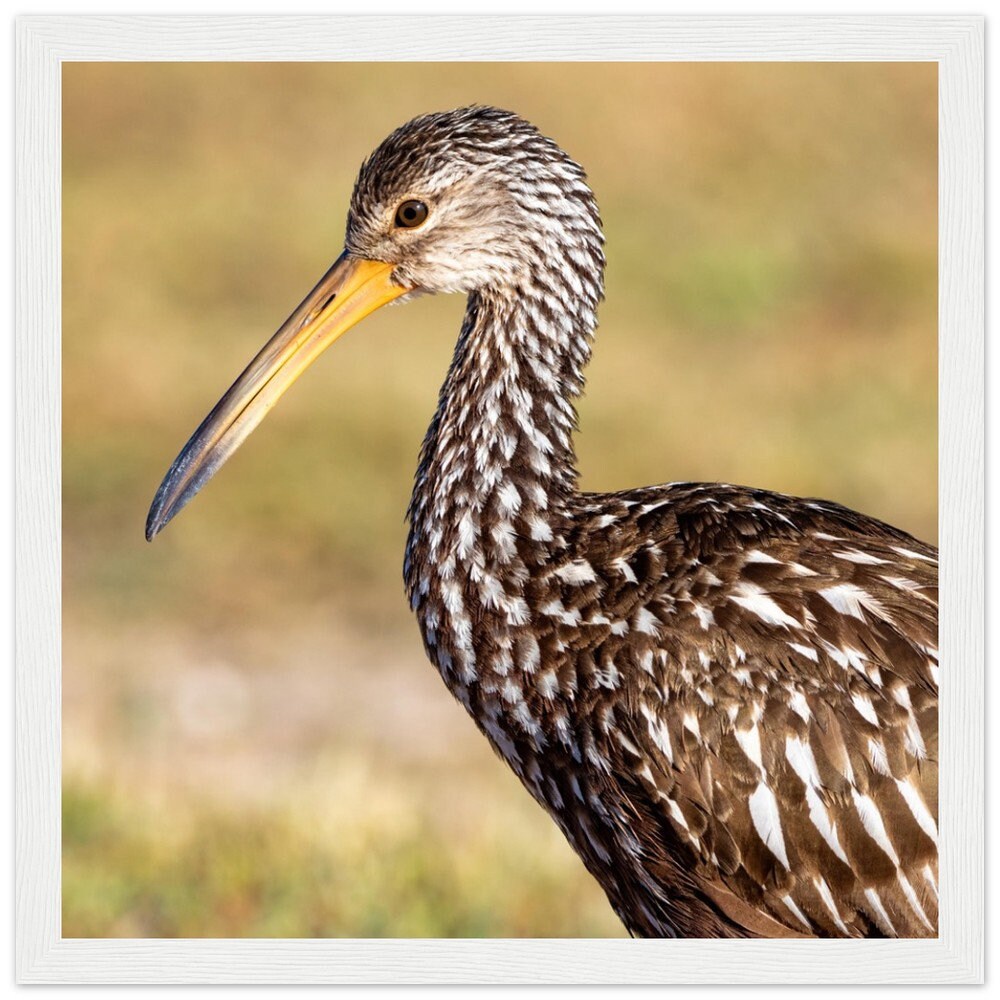Limpkin Park - Etsy