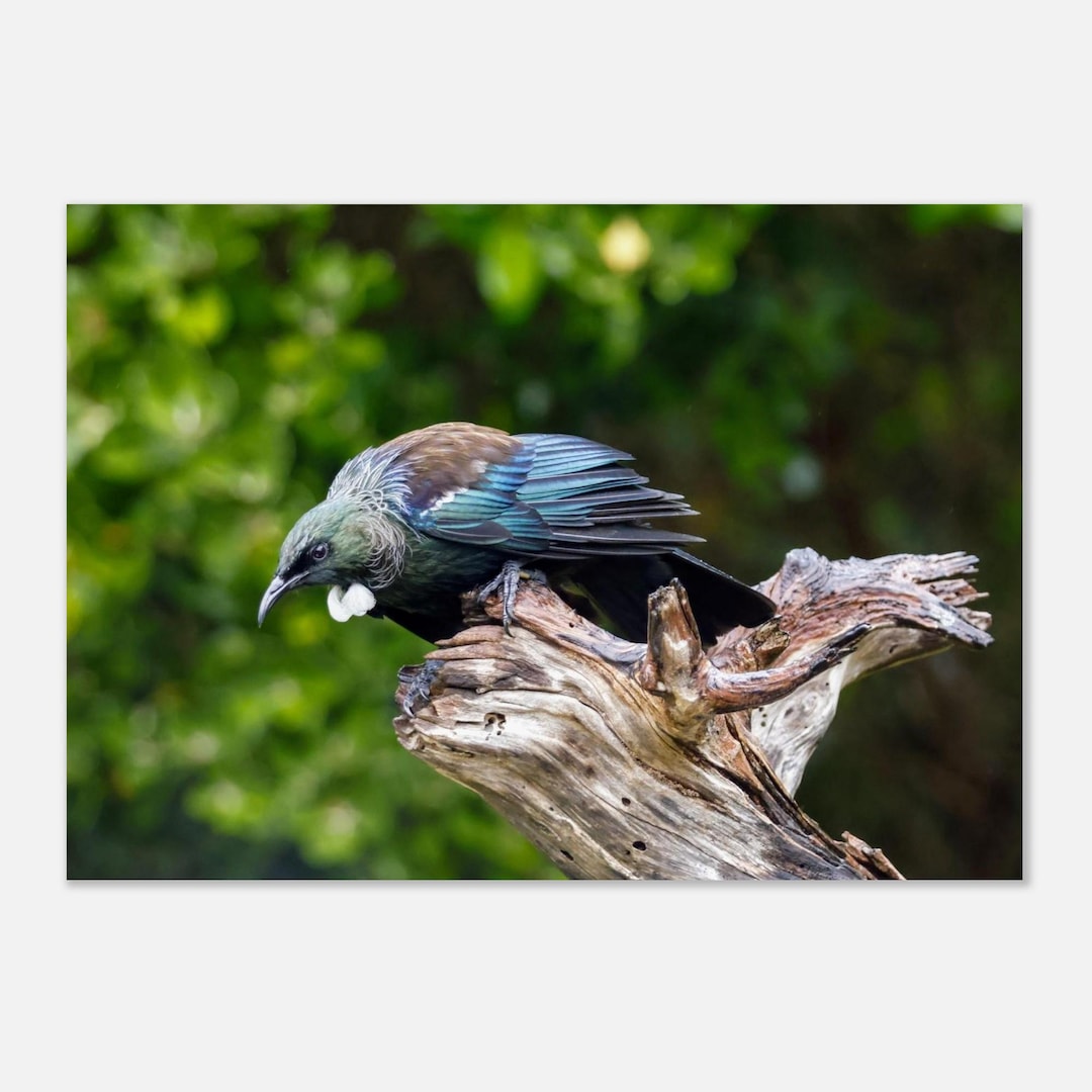 Tui Bird Print: New Zealand Endemic, Iridescent Plumage Art - Etsy