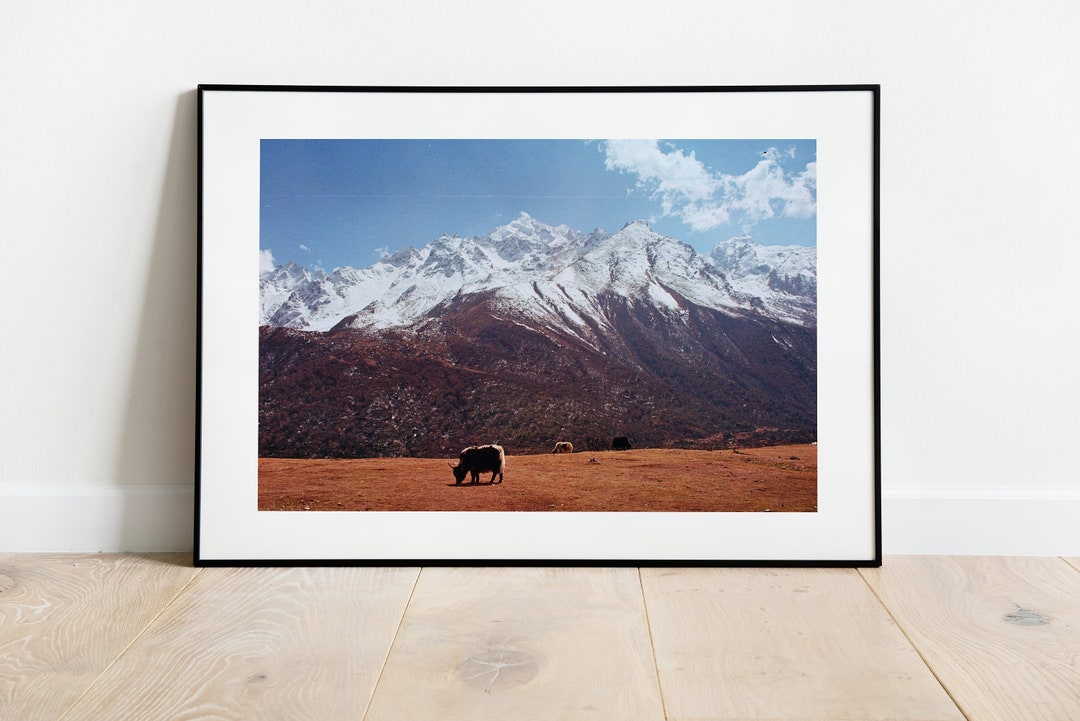 Dzo yaks in Langtang Valley Nepal Travel Film Photography Mountain ...