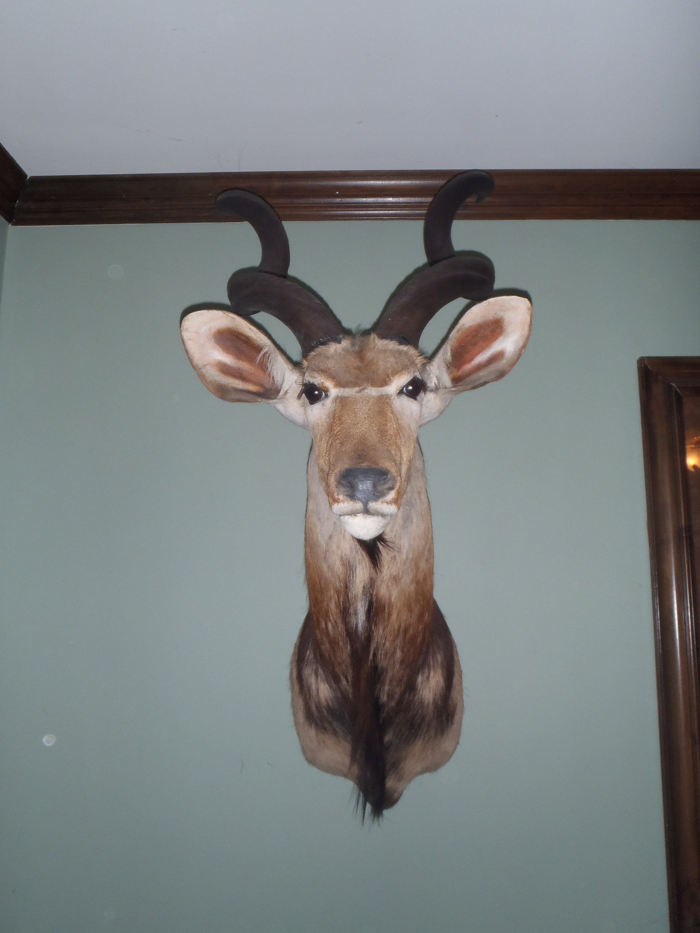Kudu Mount