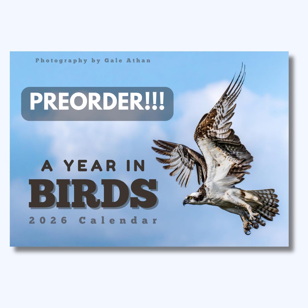 A Year in Birds: 2026 Calendar | North American Bird Photography by ...