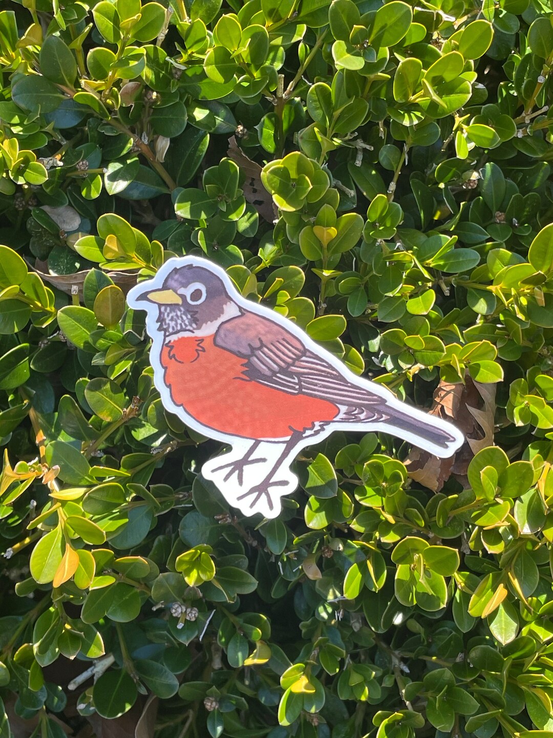 American Robin Sticker - Etsy