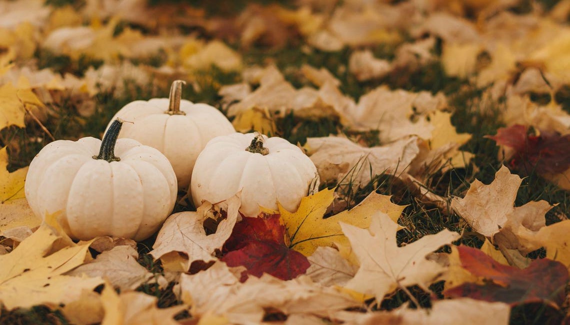 Fall Digital Download, Fall, Screensaver, Wallpaper, TV Screensaver ...