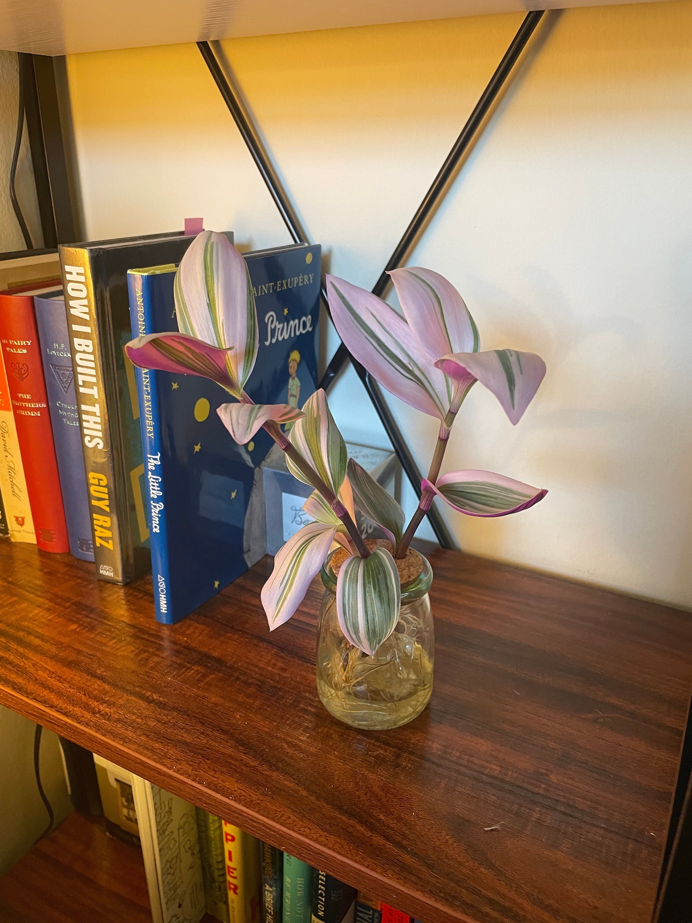 Rare Pink Tradescantia Nanouk Lilac Plant in Glass Jar With - Etsy