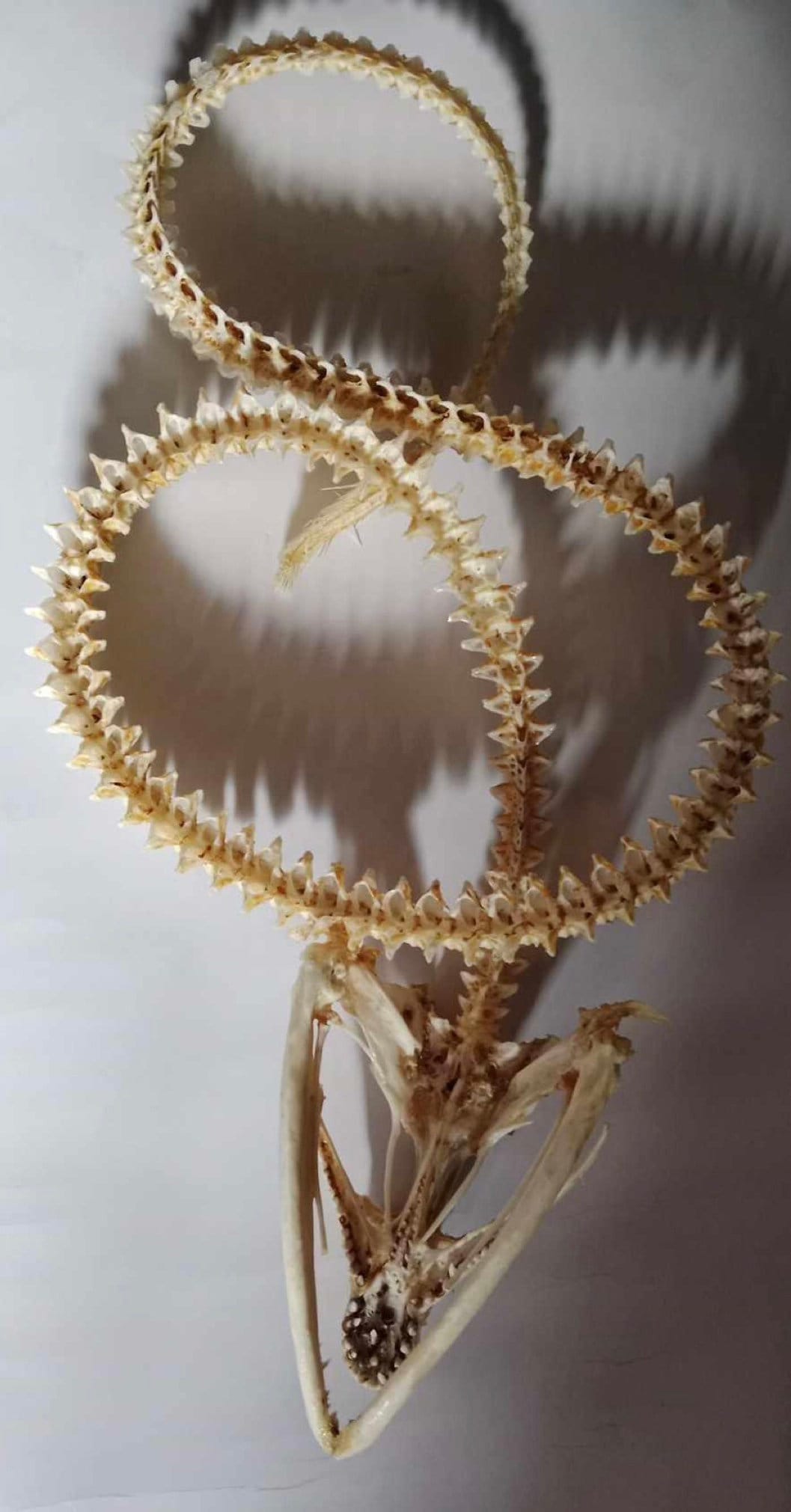 Ocean Eel Skeleton 5 Ft. Size - Etsy