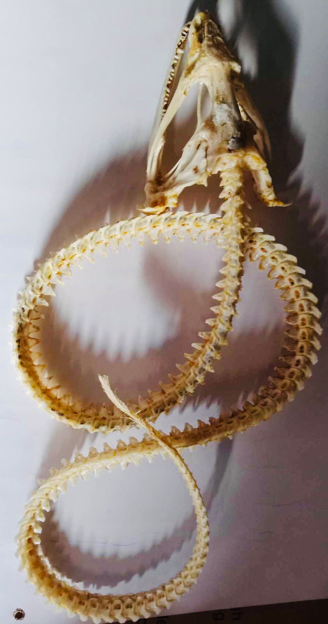 Ocean Eel Skeleton 5 Ft. Size - Etsy