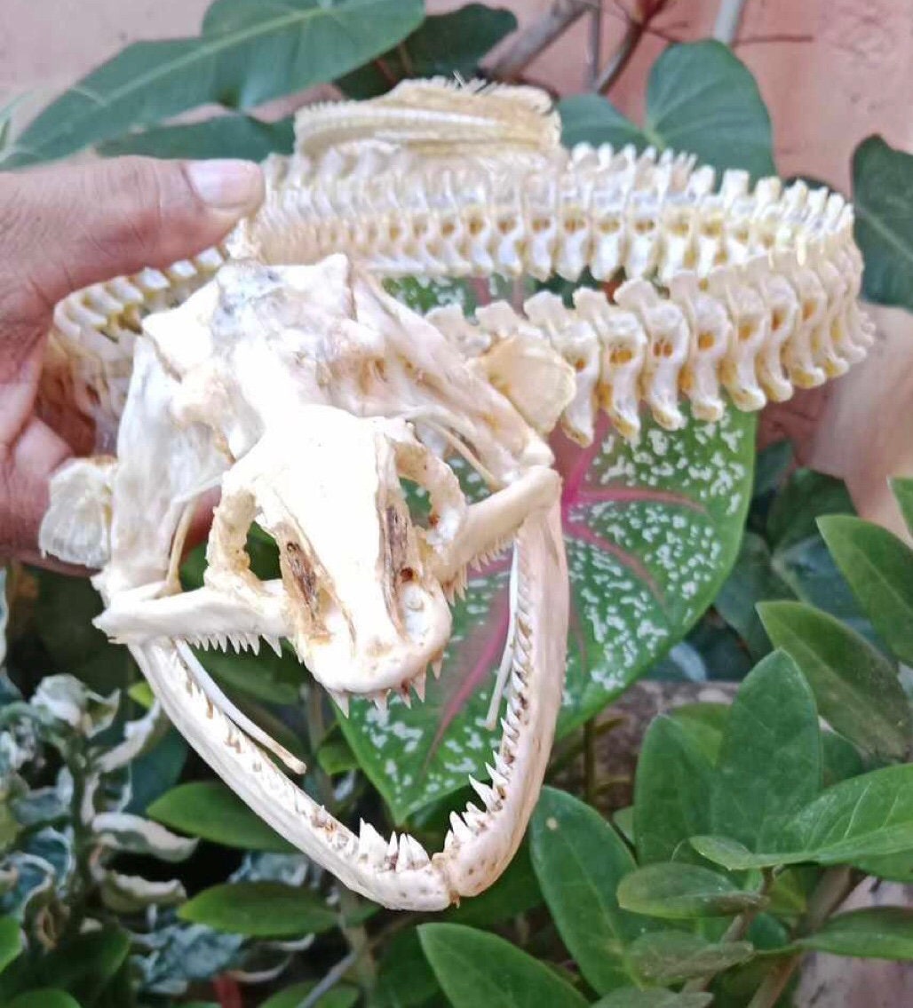 Ocean Eel Skeleton 5 Ft. Size - Etsy