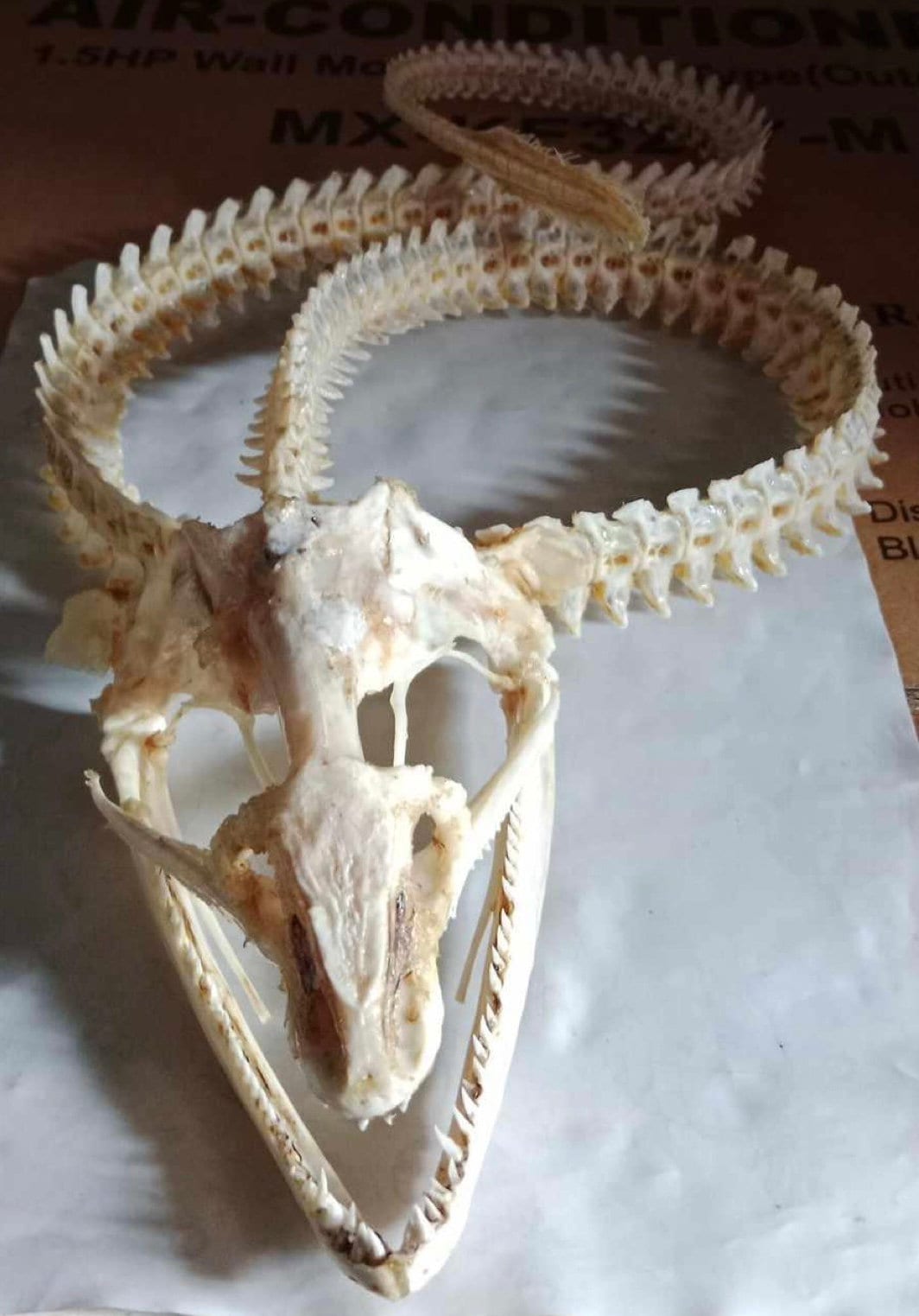 Ocean Eel Skeleton 5 Ft. Size - Etsy