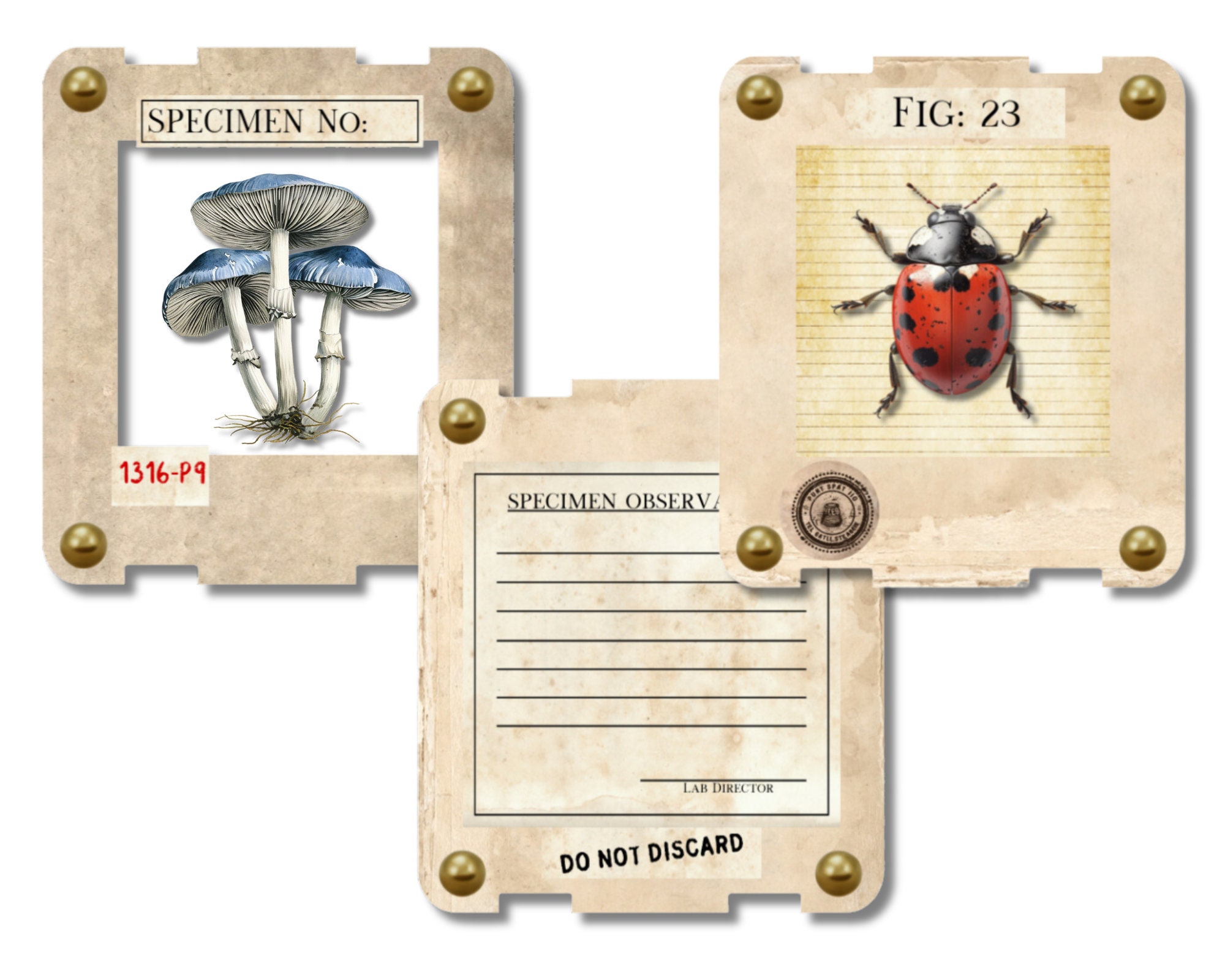 Insect Specimen Slide Kit for Junk Journals. Digital Paper of Plant ...