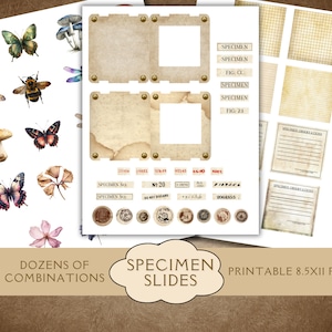 Insect Specimen Slide Kit for Junk Journals. Digital Paper of Plant ...