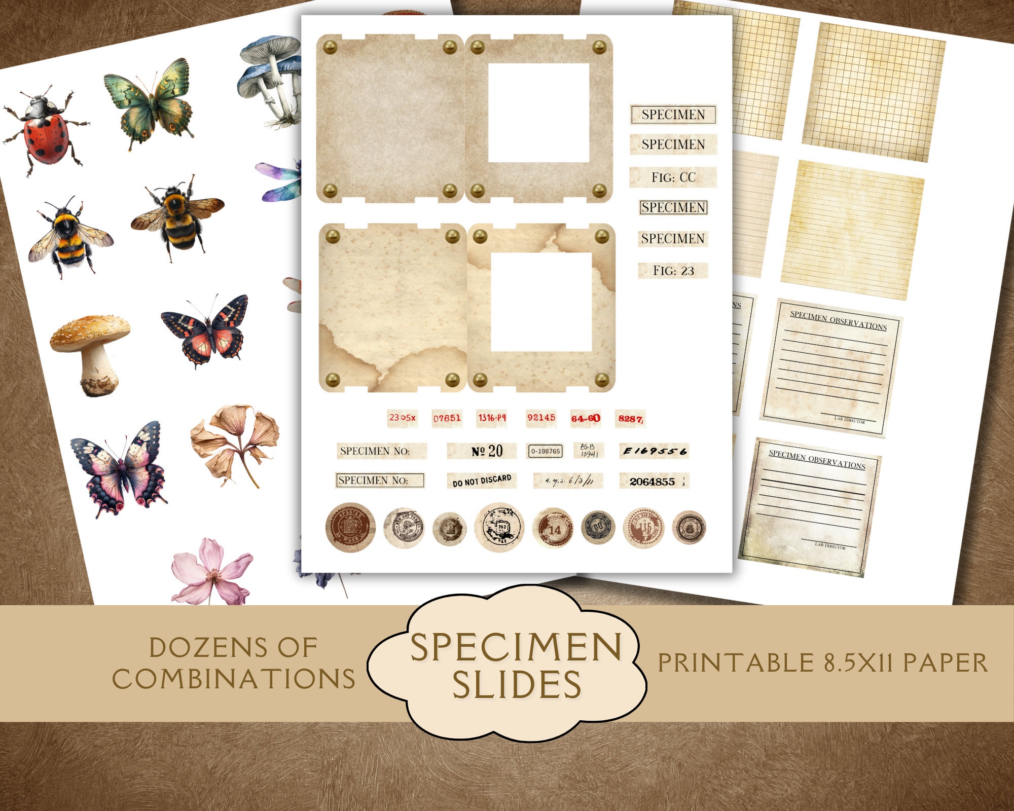 Insect Specimen Slide Kit for Junk Journals. Digital Paper of Plant ...