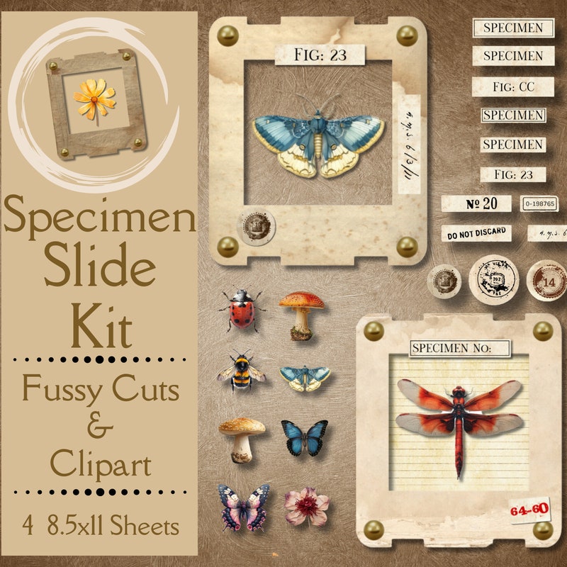 Insect in Slides - Etsy