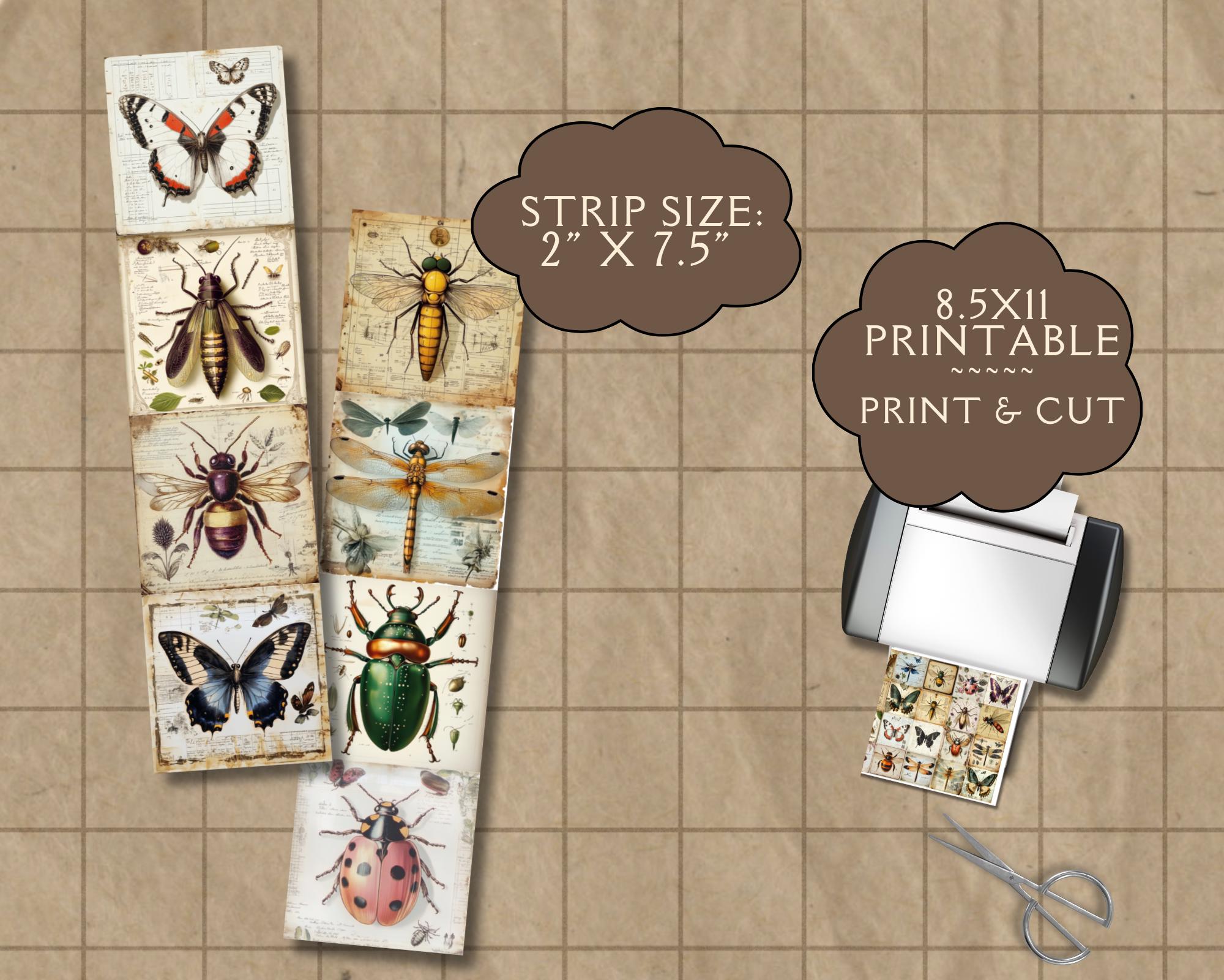 Vintage Specimen Strips Junk Journal Ephemera Digital Paper of Antique ...