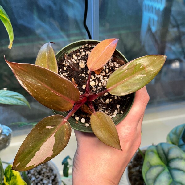 Pink Princess Philodendron - Etsy