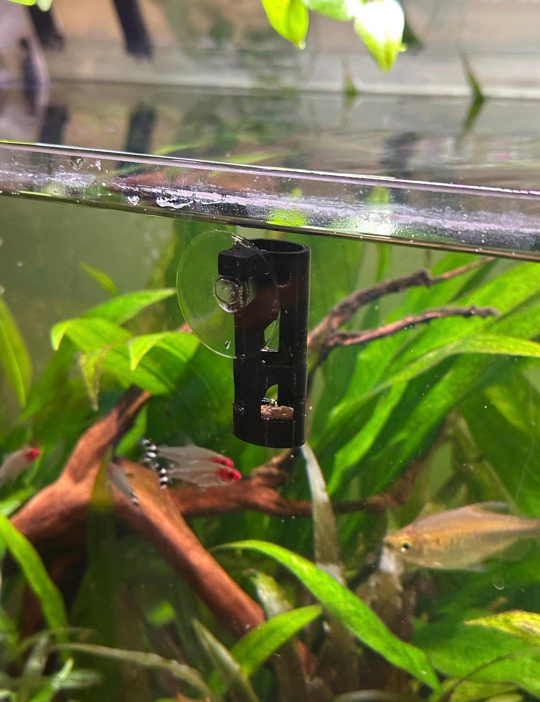 Fish Grazing Station - Etsy