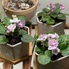 Rob's Pewter Bells Mini African Violet - Etsy