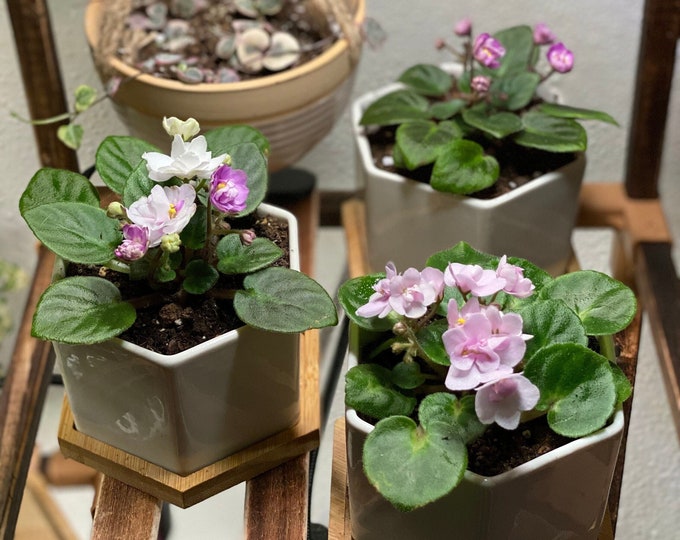 Micro Mini African Violet Vallarta Campanas Moradas - Etsy