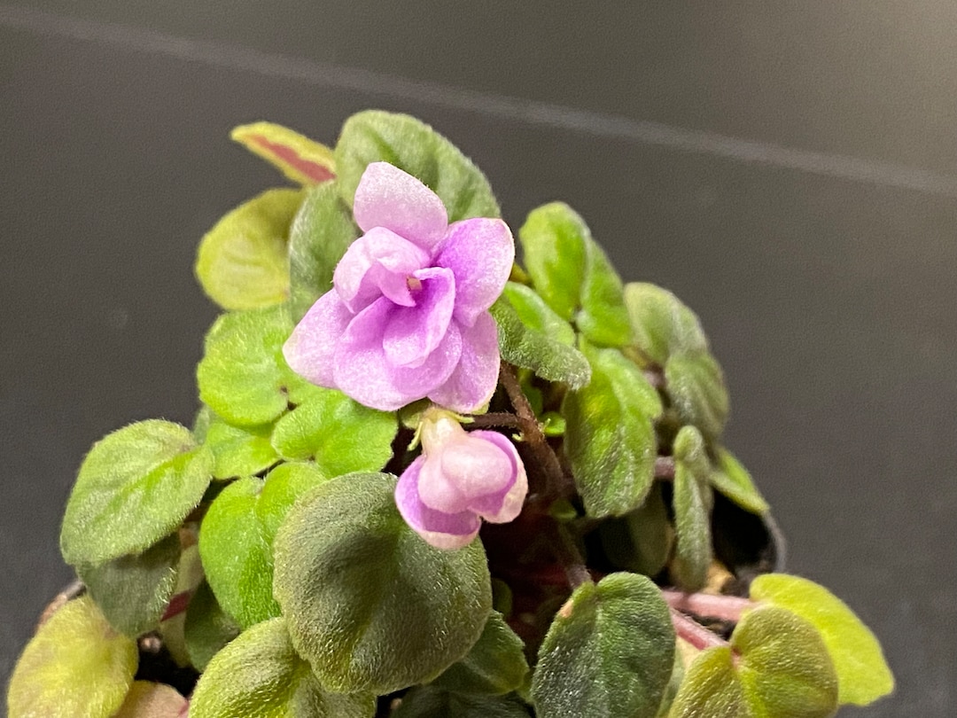 Rob's Sticky Wicket - Micro Mini Trailing African Violet - Etsy