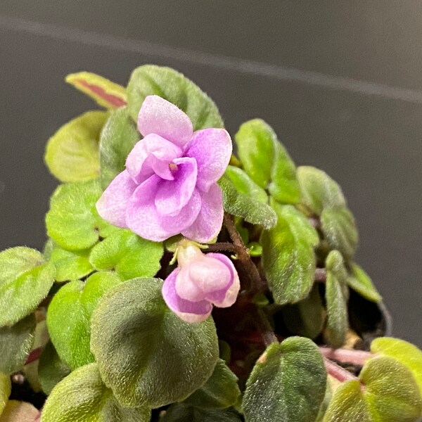 African Violet Plants Micro - Etsy