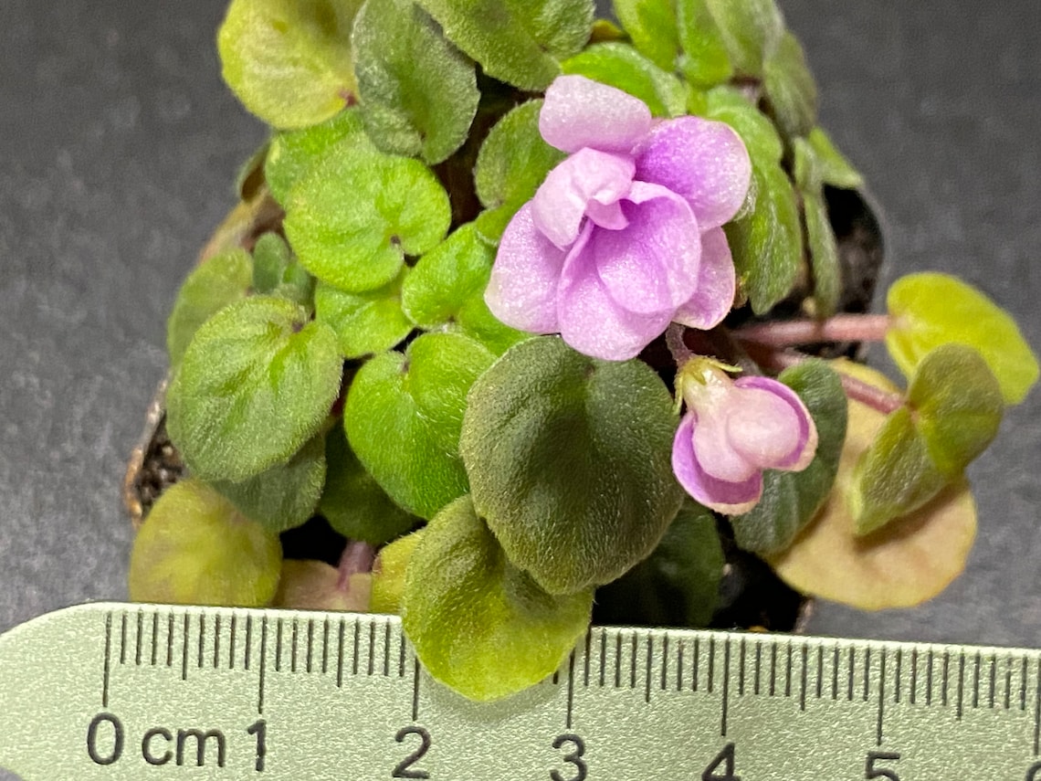 Rob's Sticky Wicket Micro Mini Trailing African Violet - Etsy