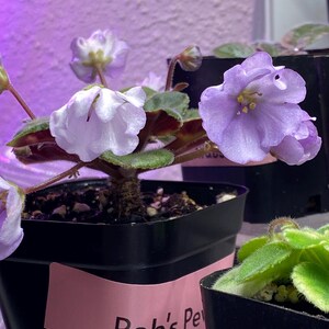 Rob's Pewter Bells Mini African Violet - Etsy