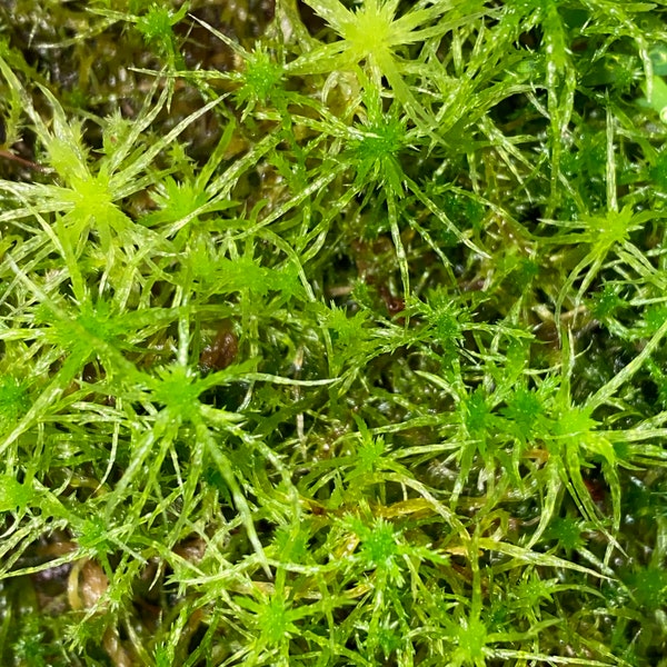 Live Sphagnum Moss - Etsy