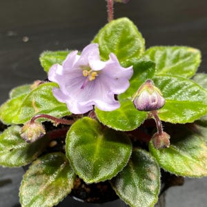 Rob's Pewter Bells Mini African Violet - Etsy