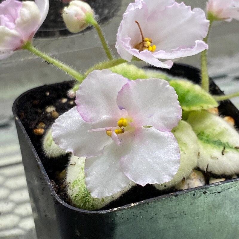 Semiminiature African Violet - Etsy