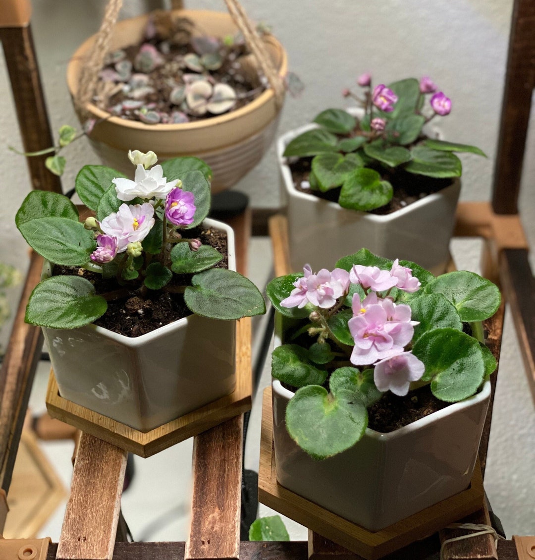 Miniature African Violet Starter Plants No ID - Etsy