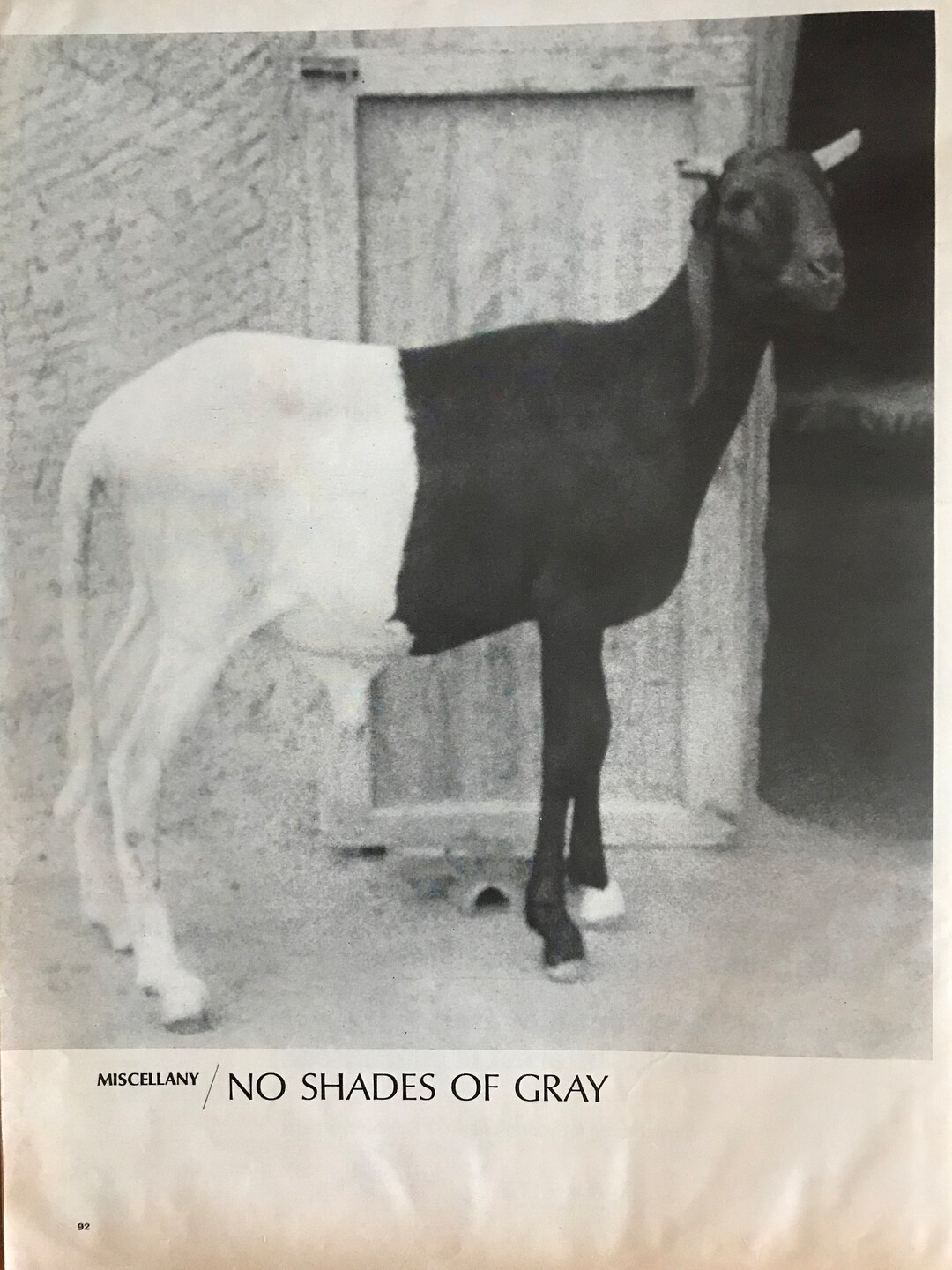 1960’s Shades of Gray Goat Original Vintage Life Magazine Photo - Etsy