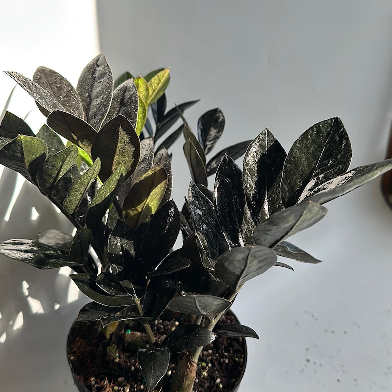 Black Raven ZZ 6” Plant: Rare Dark Foliage Tropical Houseplant - Etsy