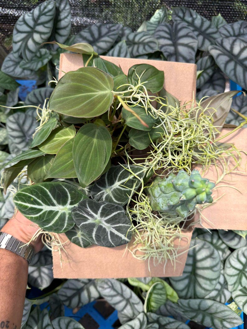 Dark Plant Bundle Mystery Box - Three Spooky Plants in 4-inch Pots - Etsy