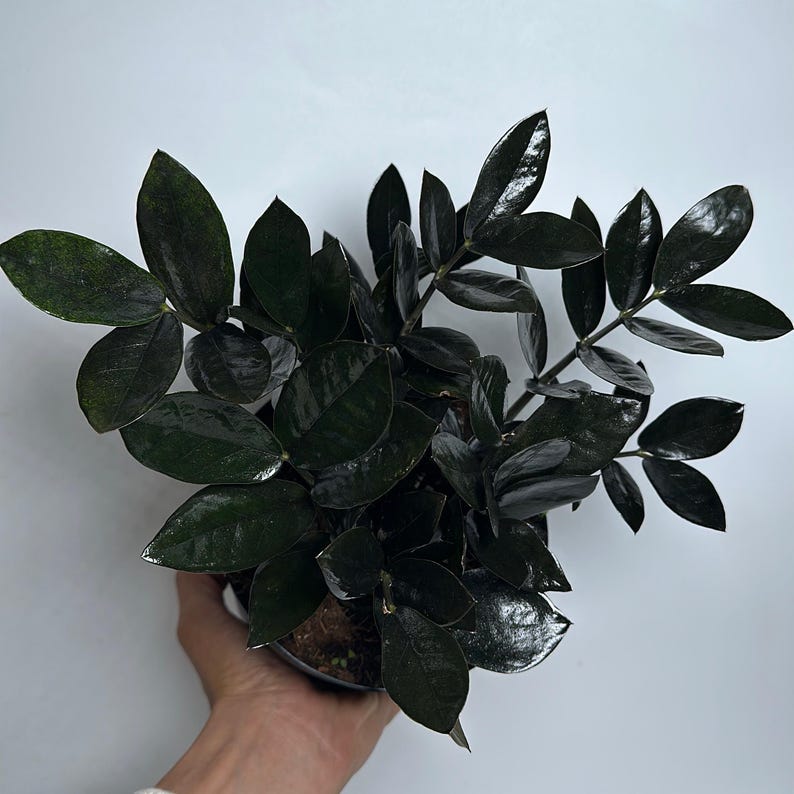 Black Raven ZZ Plant: Rare Dark Foliage Tropical Houseplant - Etsy
