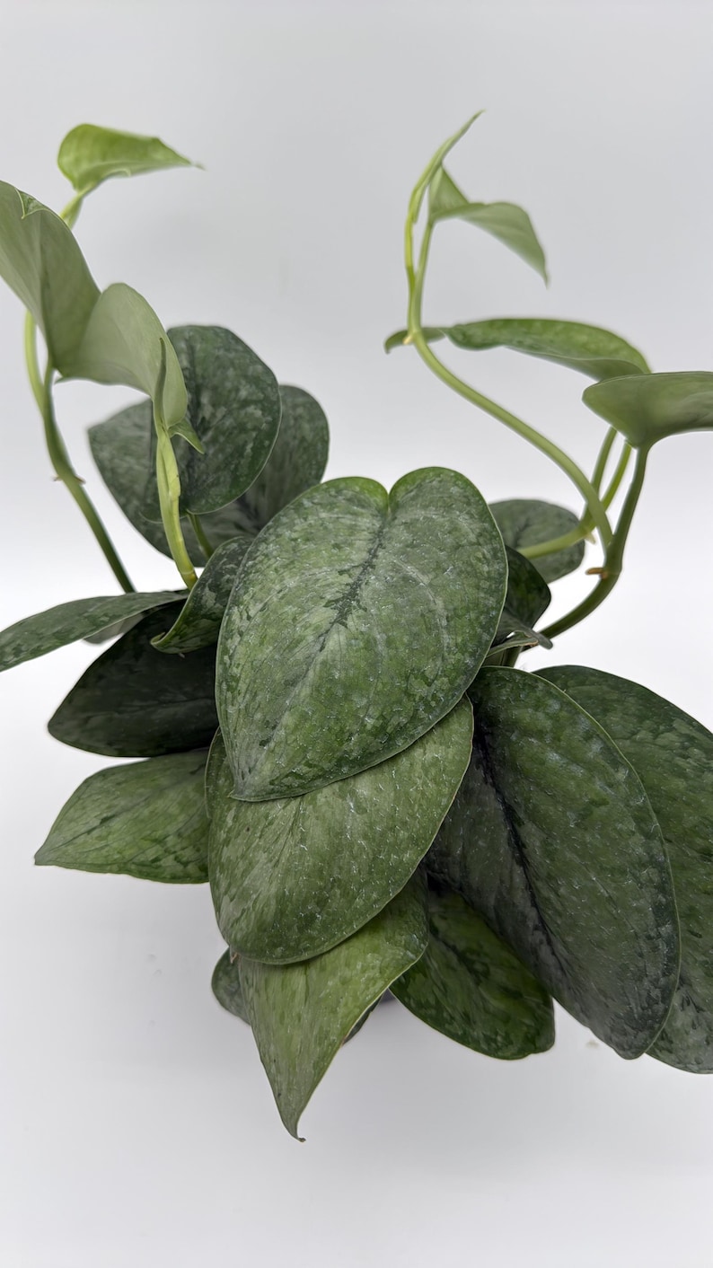Scindapsus Pictus 'mount Salak' - Silver Variegated Pothos, 6" Pot - Etsy