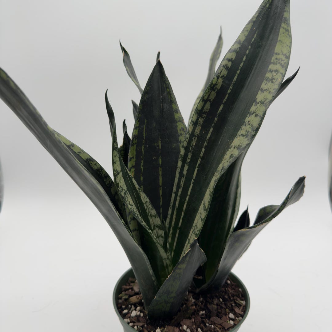 Sansevieria ‘whitney’ Snake Plant (6” Pot) — Easy Care, Low Light ...
