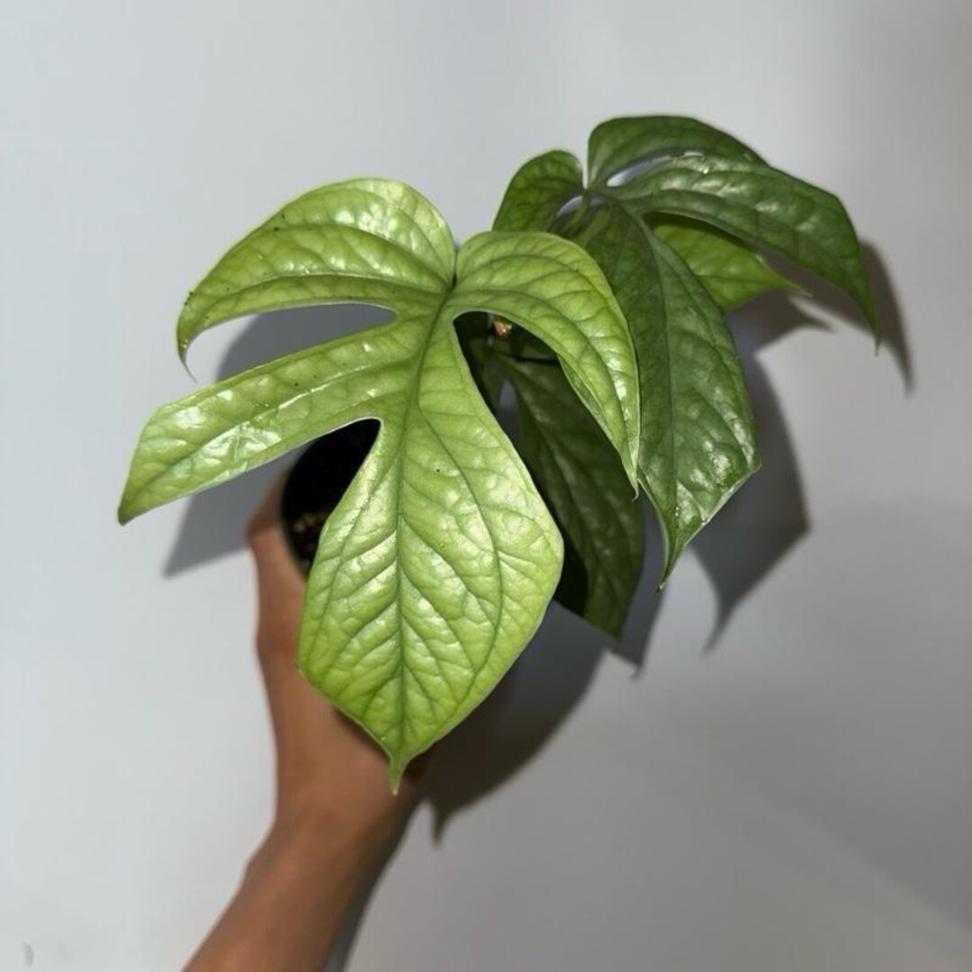 Monstera Amydrium Silver Spiderman Monstera 4" Pot Rare Exotic Tropical ...