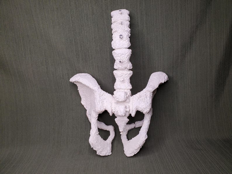 Life Size Hand Made Sculpture of the Human Pelvis and Partial Spine - Etsy