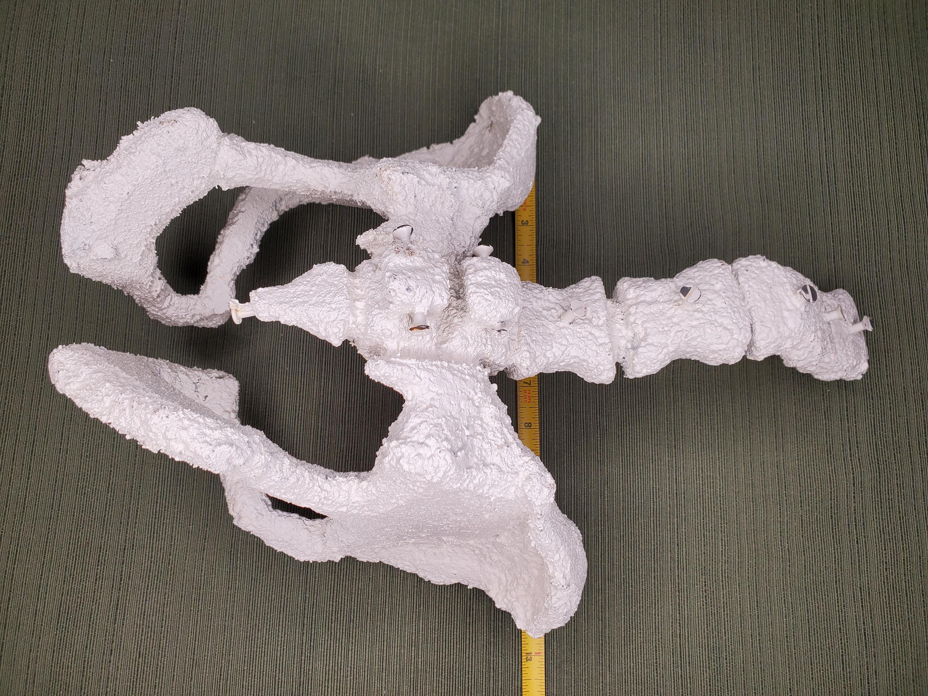 Life Size Hand Made Sculpture of the Human Pelvis and Partial Spine - Etsy