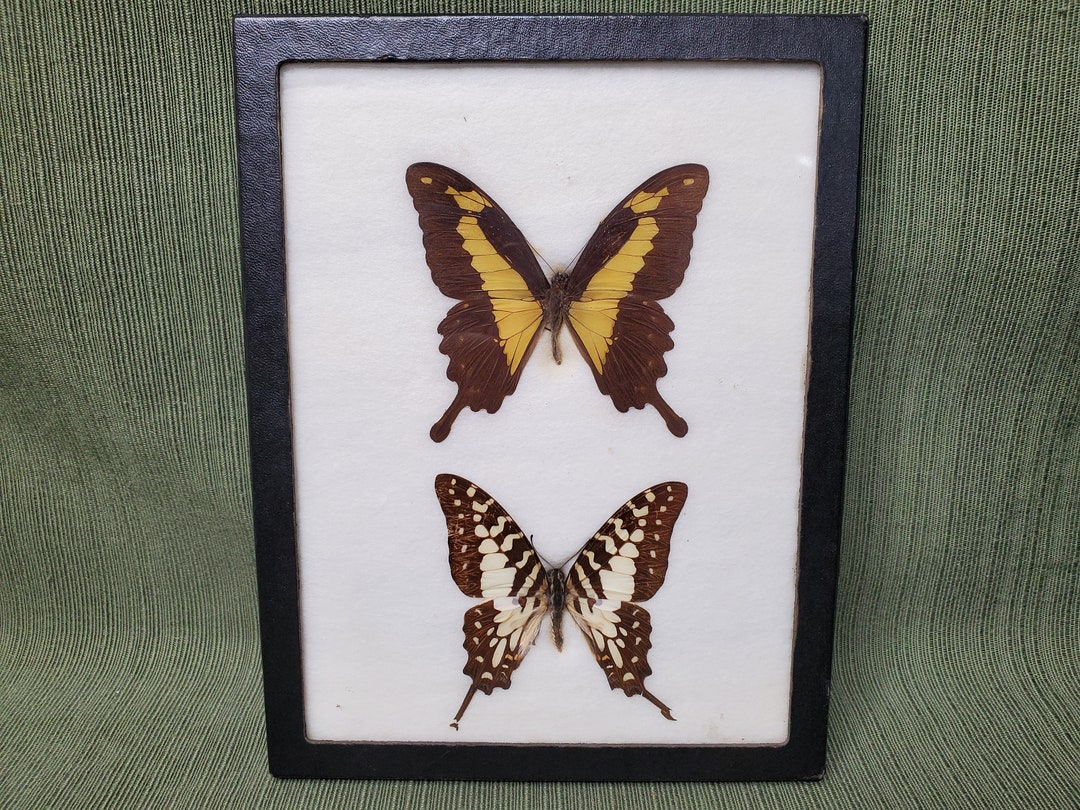 Vintage Real Butterflies From Central Africa in a Riker Specimen Mount ...