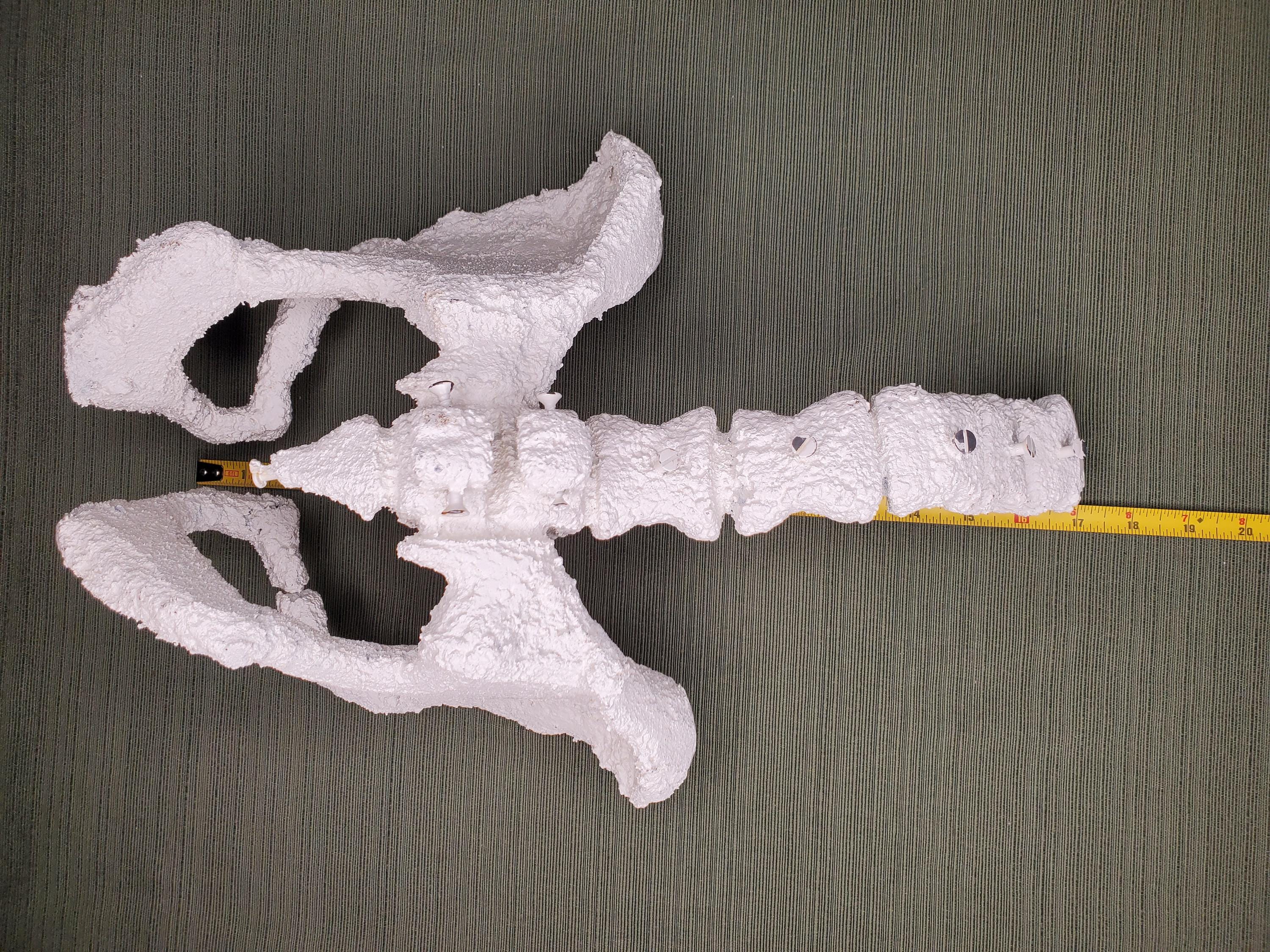 Life Size Hand Made Sculpture of the Human Pelvis and Partial Spine - Etsy