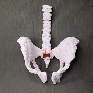Life Size Hand Made Sculpture of the Human Pelvis and Partial Spine - Etsy