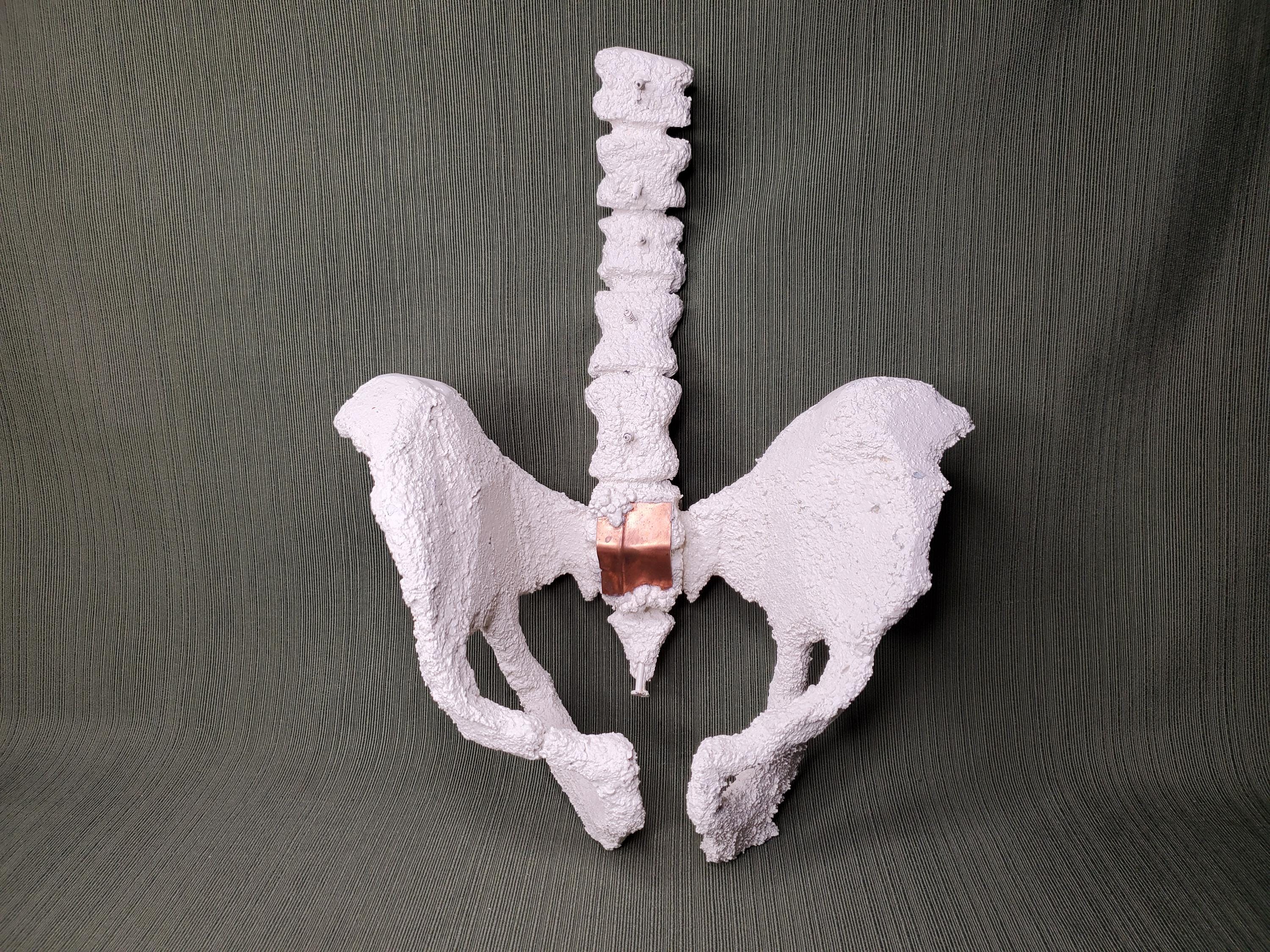 Life Size Hand Made Sculpture of the Human Pelvis and Partial Spine - Etsy