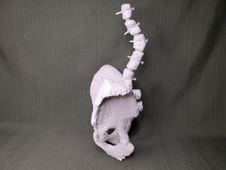 Life Size Hand Made Sculpture of the Human Pelvis and Partial Spine - Etsy