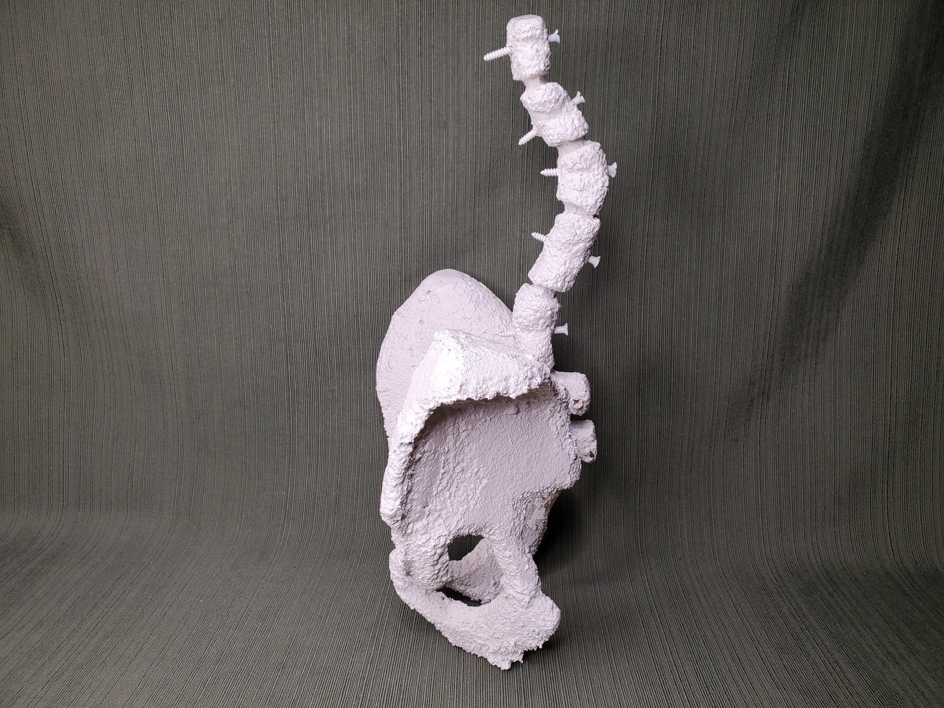 Life Size Hand Made Sculpture of the Human Pelvis and Partial Spine - Etsy