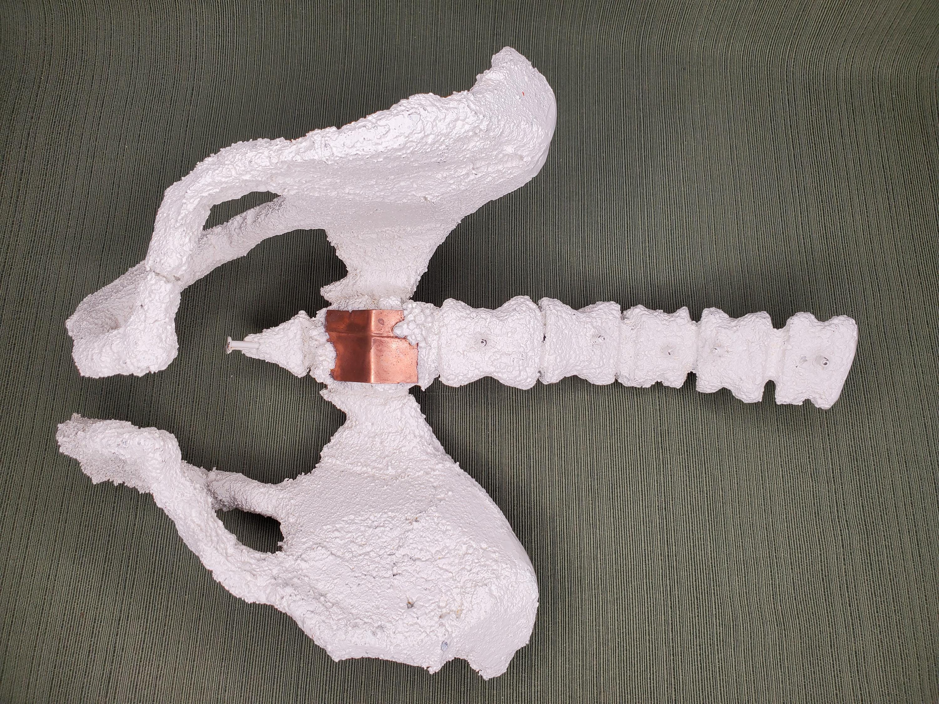 Life Size Hand Made Sculpture of the Human Pelvis and Partial Spine - Etsy